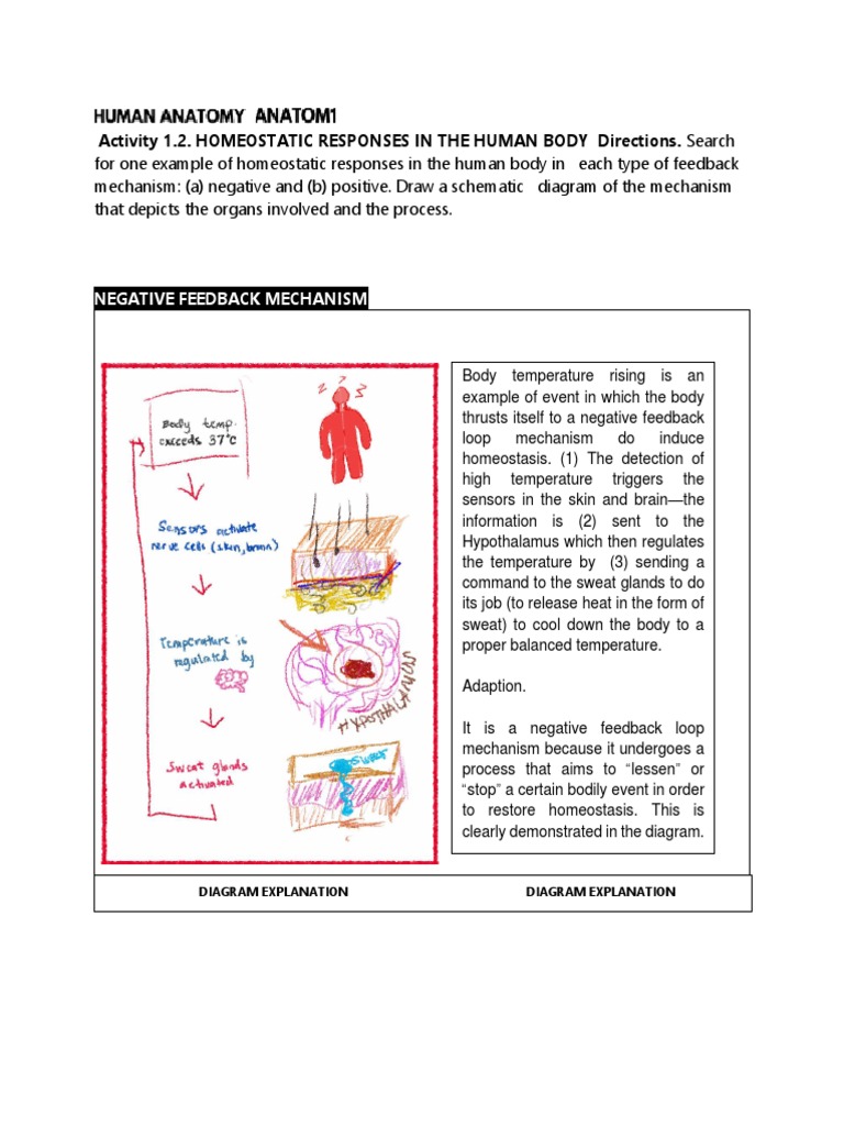 Homeostasis In Humans Diagram