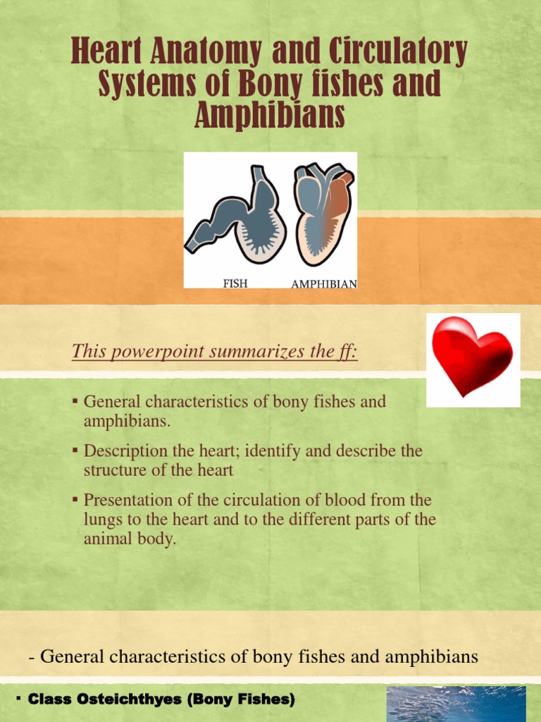 Heart Anatomy and Circulatory Systems of Bony Fishes | PDF | Heart | Fish