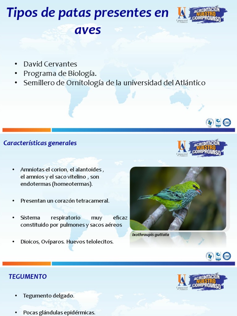 Patas en Las Aves | PDF | Aves | Ornitología