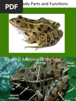 External Anatomy of the Frog | PDF | Vertebra | Peritoneum