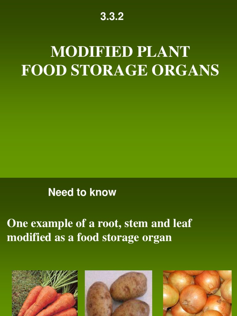 Modified Plant Food Storage Organs | PDF
