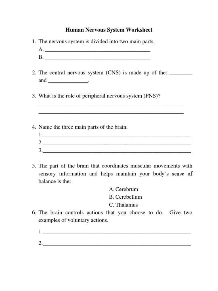 Human Nervous System Worksheet | PDF | Central Nervous System | Nervous ...