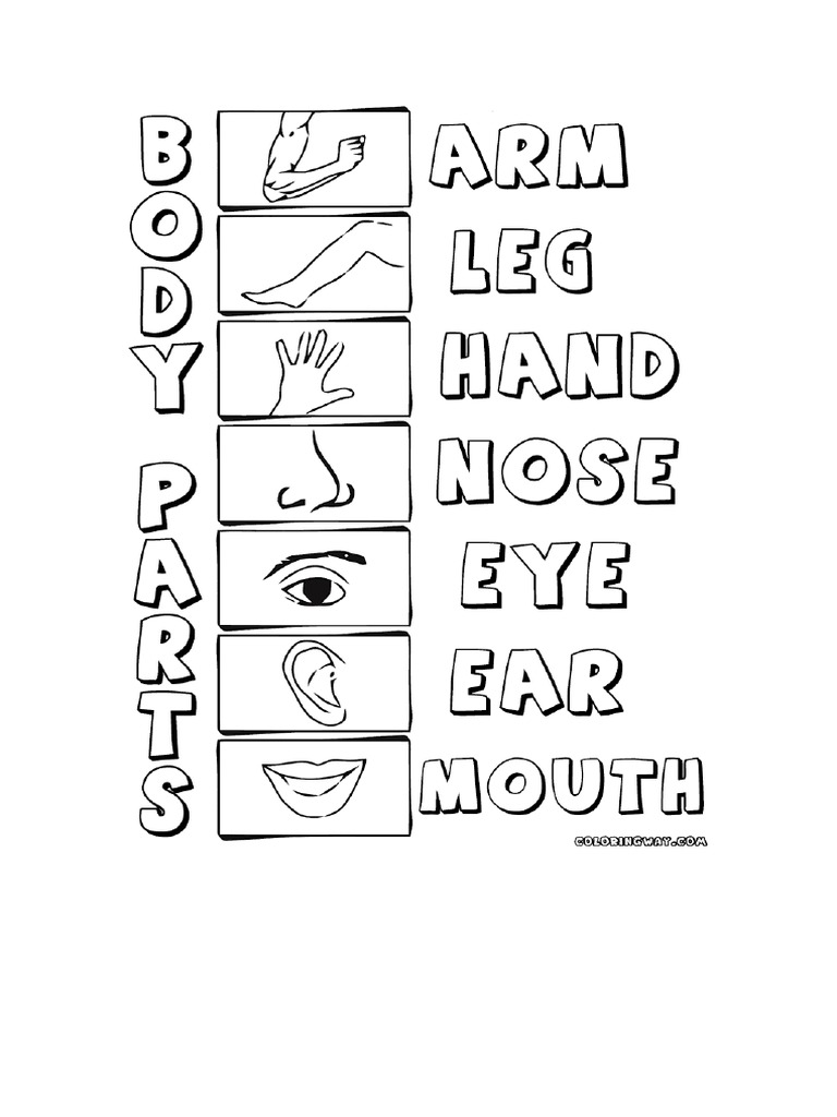 Body Parts To Colour PDF