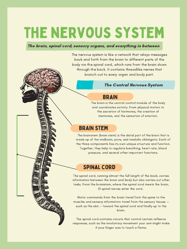Nervous System | PDF | Central Nervous System | Neuron