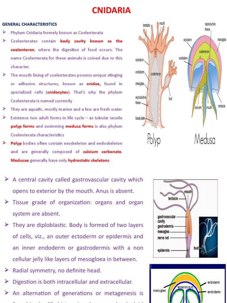 Cnidaria: Body Cavity Known As The Coelenteron | PDF | Aquatic Animals ...