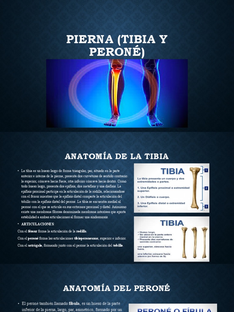 Anatomia de La Pierna y Proyecciones Radiograficas | PDF | Tobillo ...