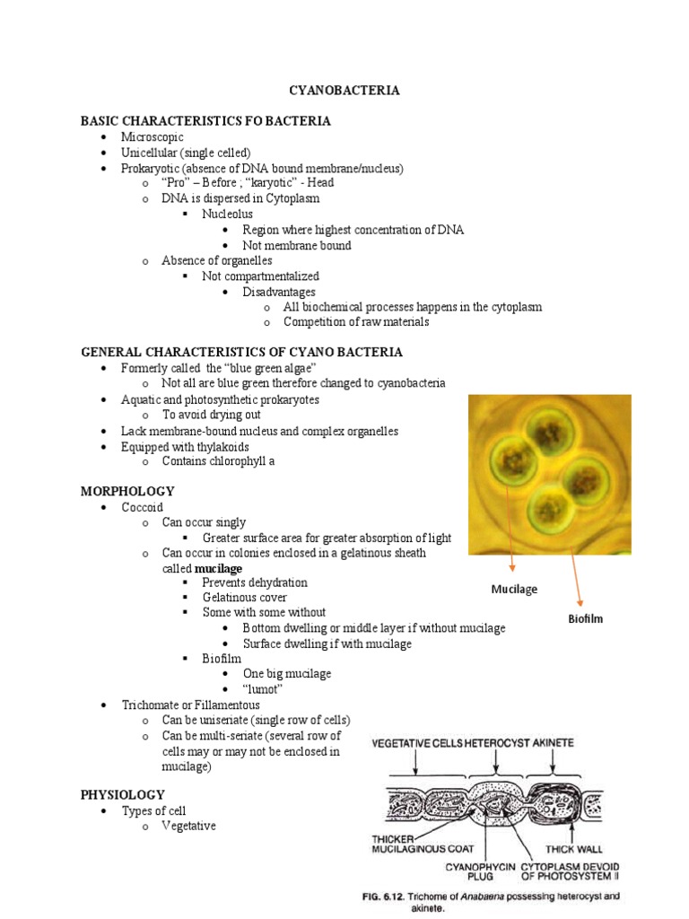 An In-Depth Look at the Characteristics, Morphology, Physiology ...