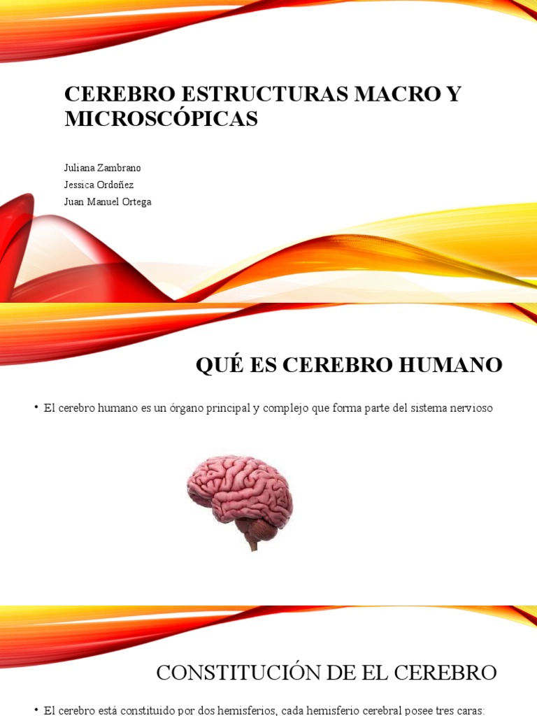 Cerebro Estructuras Macro y Microscópicas | PDF