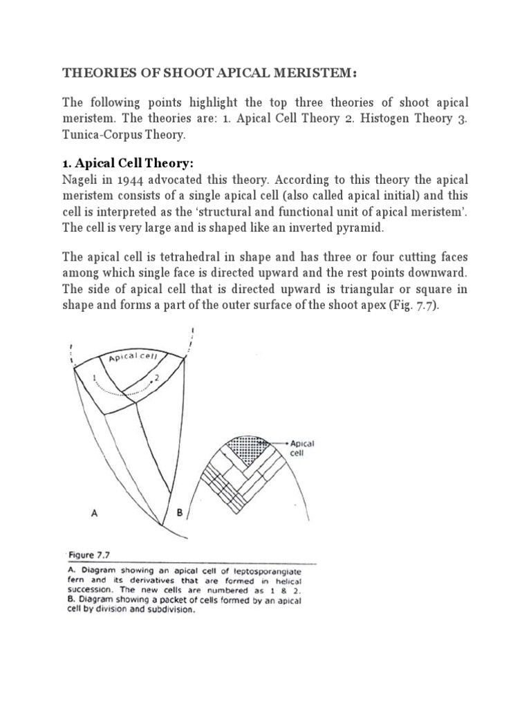 The Three Main Theories of Shoot Apical Meristem: Apical Cell Theory ...