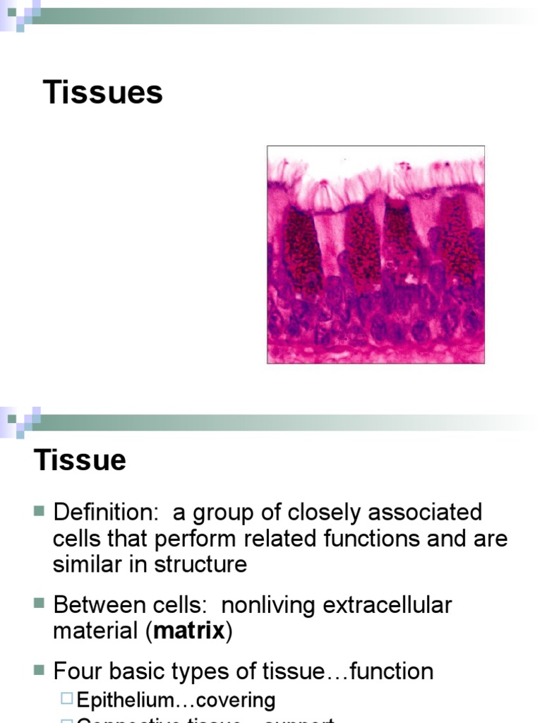 An Overview of the Four Basic Types of Tissues in the Human Body | PDF ...