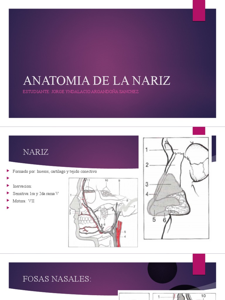Anatomia de La Nariz | PDF | Anatomía | Cabeza y cuello humanos