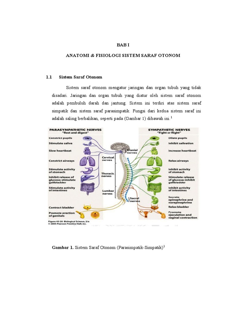 Fisiologi Sistem Saraf Otonom | PDF