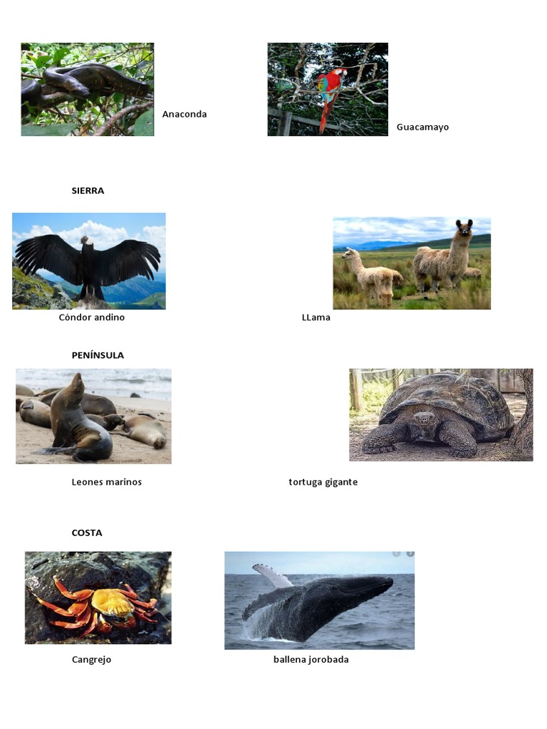 Animales de La Regiones Del Ecuador | PDF