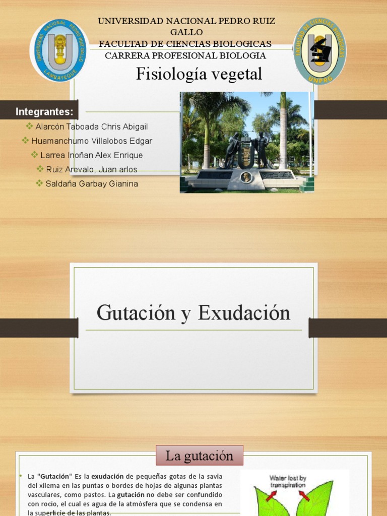 Gutación y Exudación | PDF | Biología | Botánica