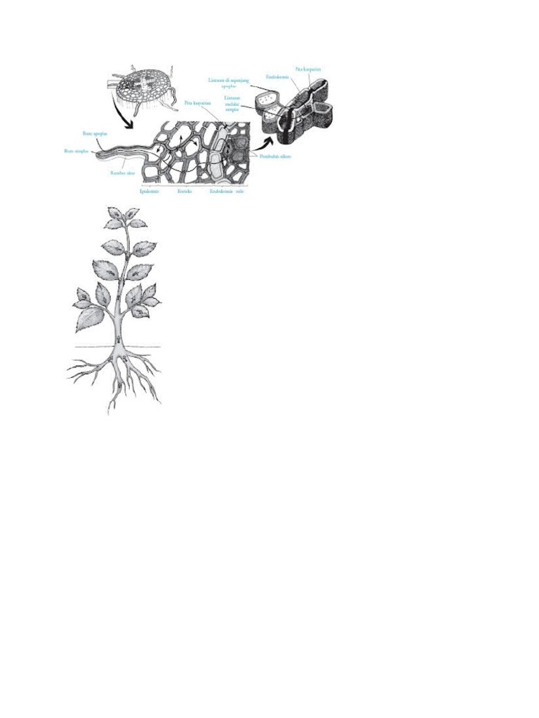 Ekstravaskular Dan Intravaskular | PDF