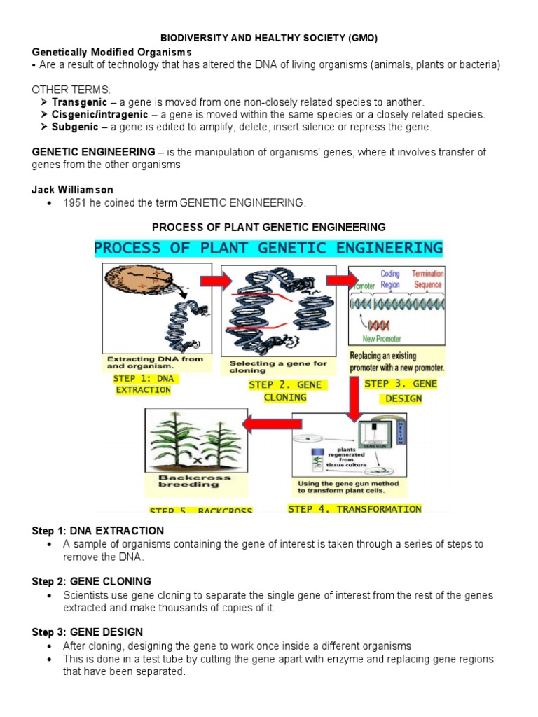 Understanding GMOs: Benefits and Risks | PDF | Genetically Modified ...