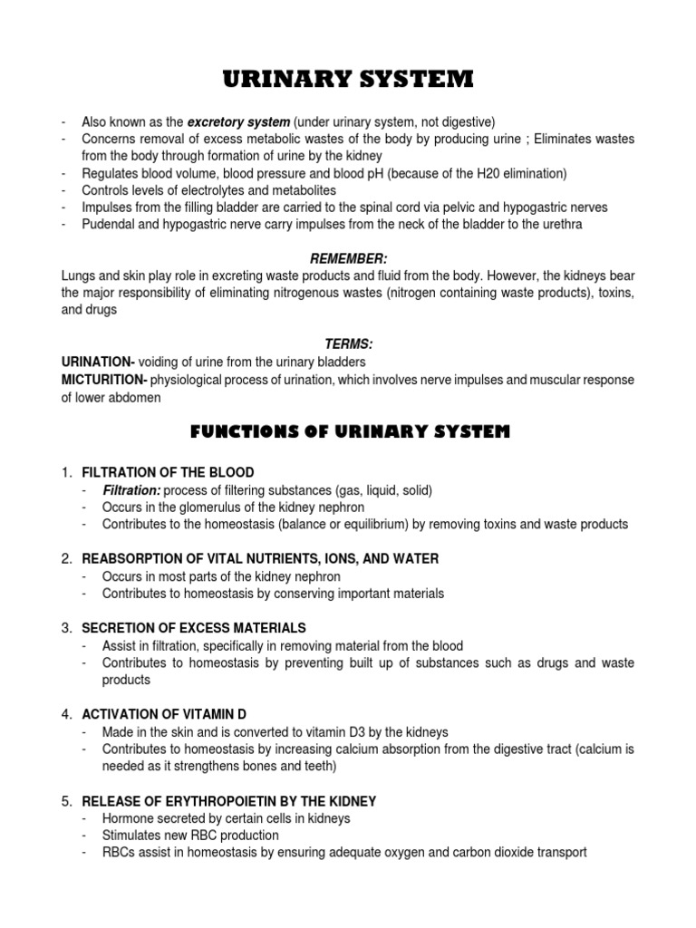 Urinary System | PDF | Kidney | Urinary System