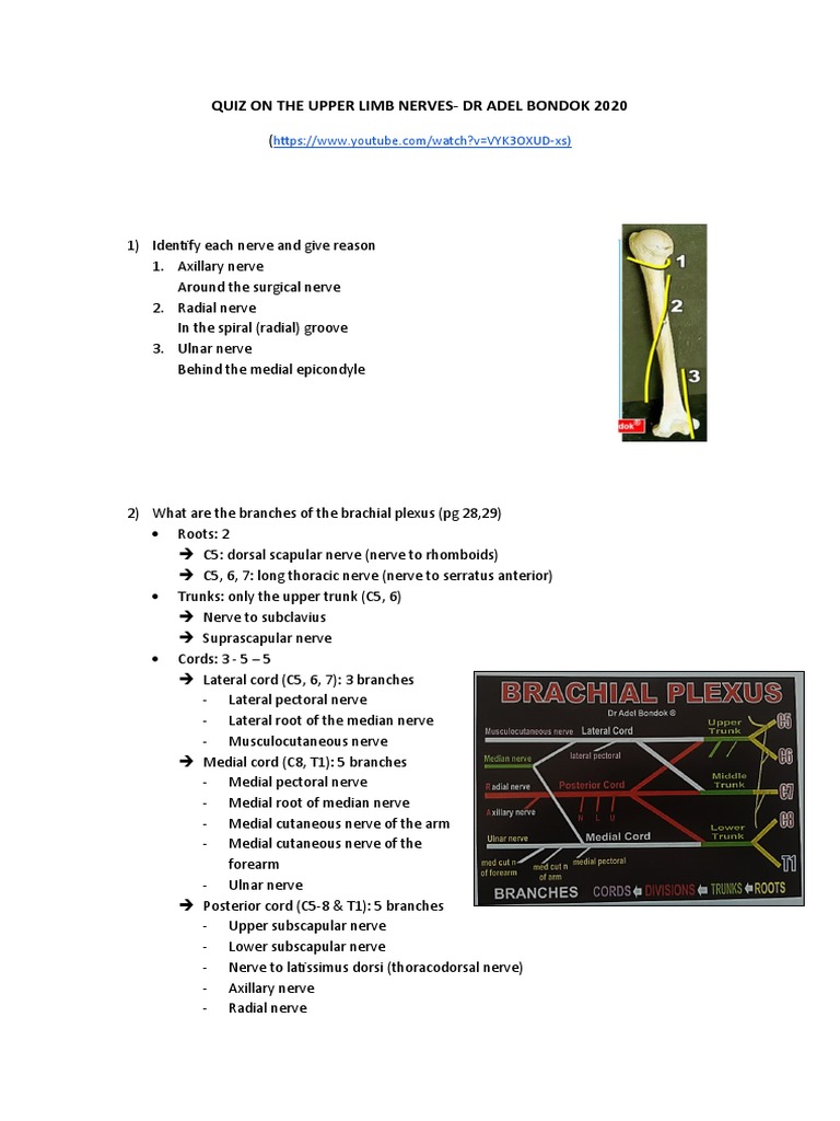 Quiz On The Upper Limb | PDF | Human Anatomy | Neuroanatomy