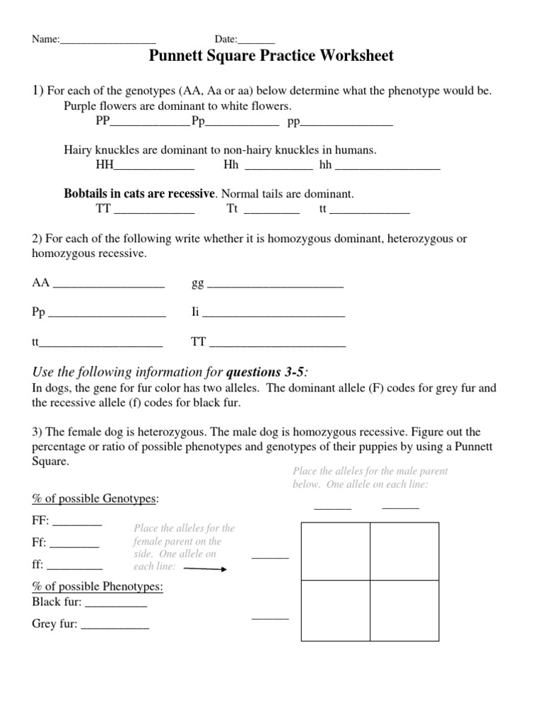 Punnett Square Practice Worksheet | PDF | Genotype | Dominance (Genetics)