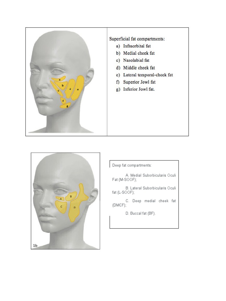 Anatomi Wajah Arteri, Vena, Fatpat | PDF
