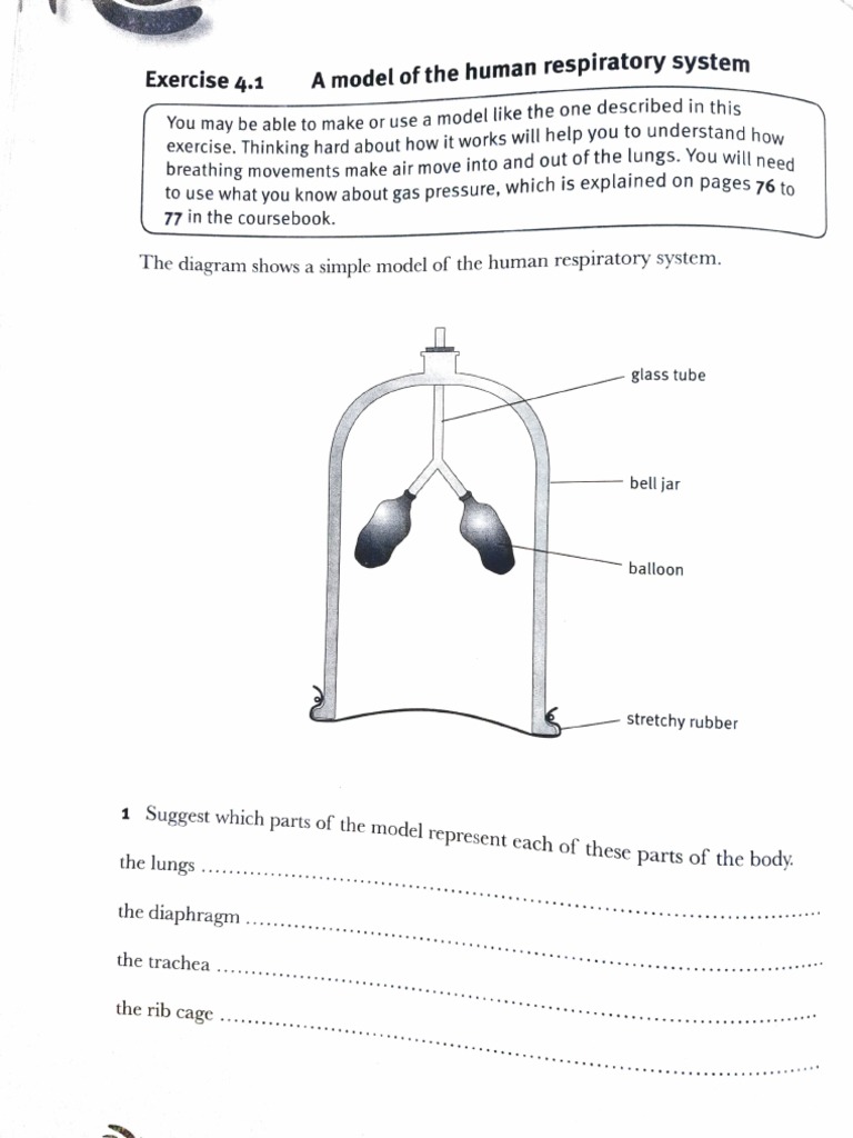 Bell Jar Model of the Respiratory System | PDF | Respiratory System