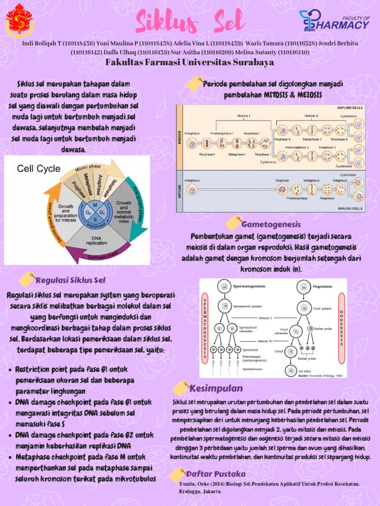 Siklus Sel Tahapan Siklus Sel Kontrol Pemelahan Sel Dan Mekanisme Sel