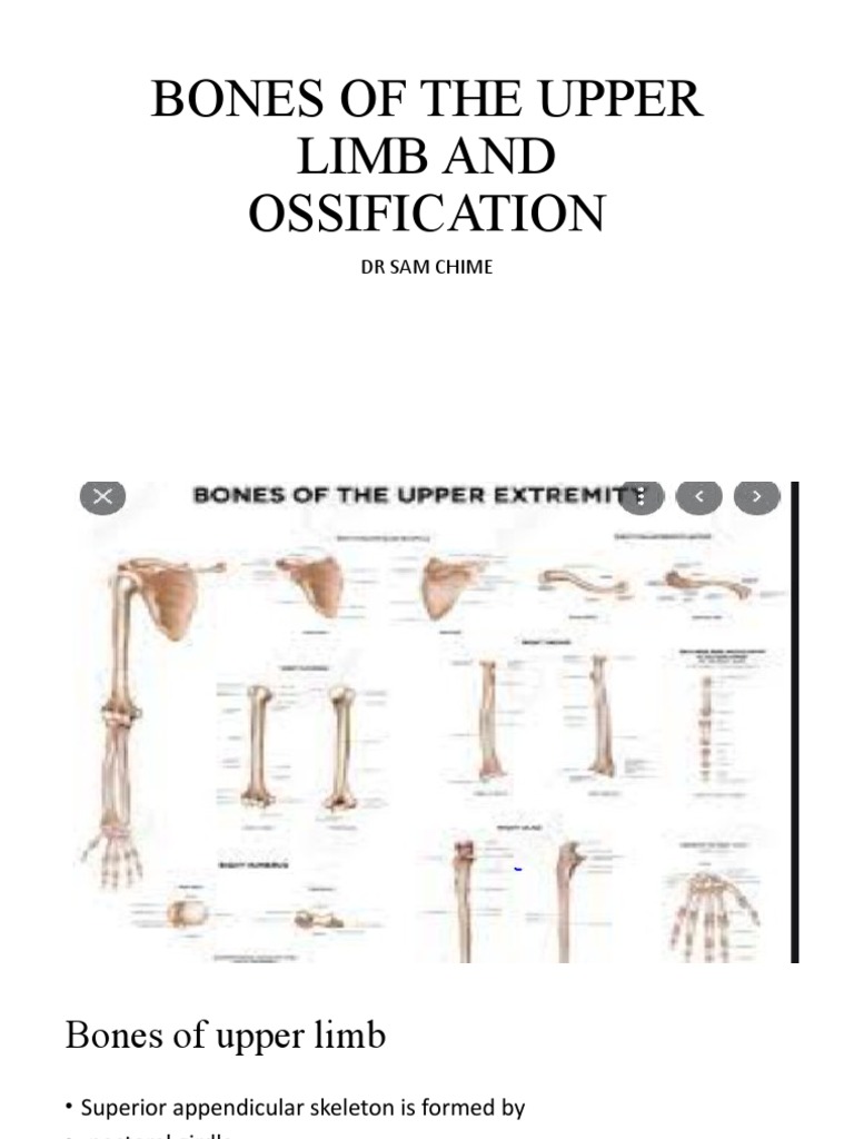 Bones of The Upper Limb and Ossification | PDF | Elbow | Human Anatomy