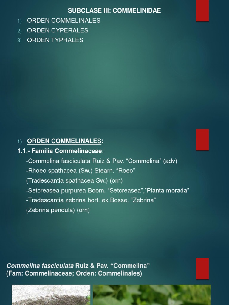 Clasificación de Commelinidae y Cyperales | PDF | Cultivos | Plantas