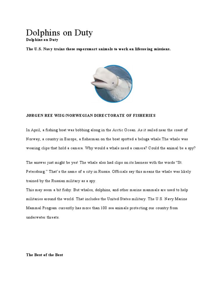 Dolphins On Duty: Dolphins On Duty The U.S. Navy Trains These ...