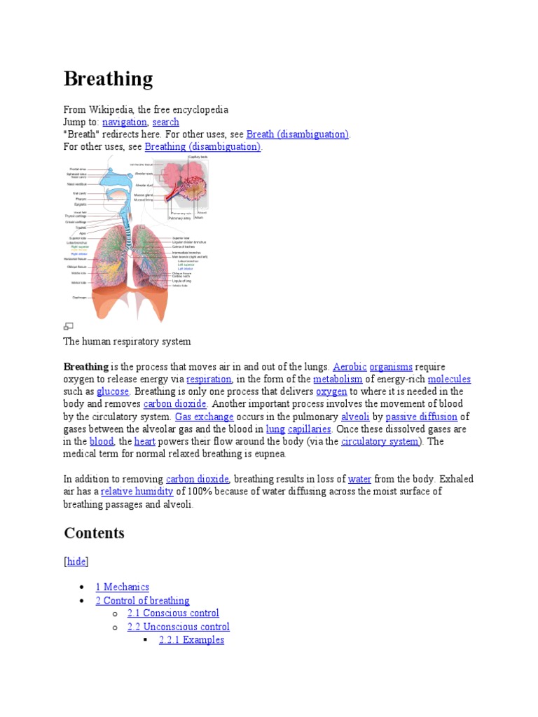 Understanding Human Breathing Mechanics | PDF | Breathing | Respiratory ...