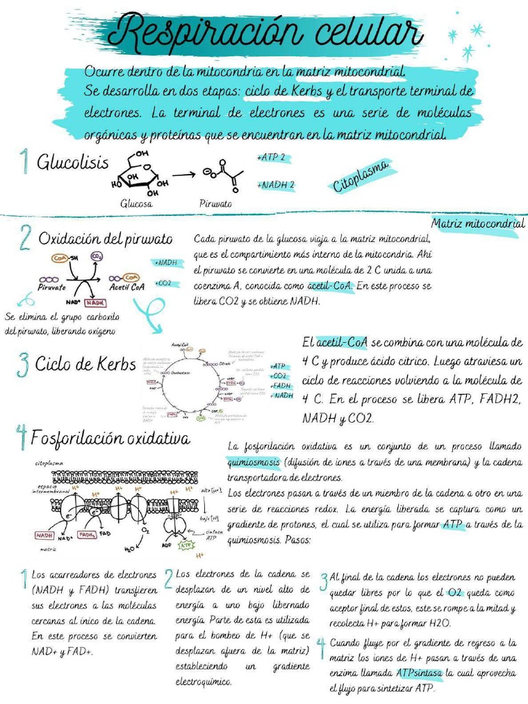 Respiracion Celular - Apuntes de Medicina - Biología Celular - UDocz | PDF