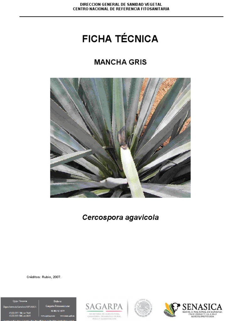 Ficha T Cnica Cercospora Agavicola en Agave Versi N FINAL | PDF | Organismos | Plantas