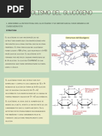 Las Uniones GAP | PDF | Músculo | Contracción muscular