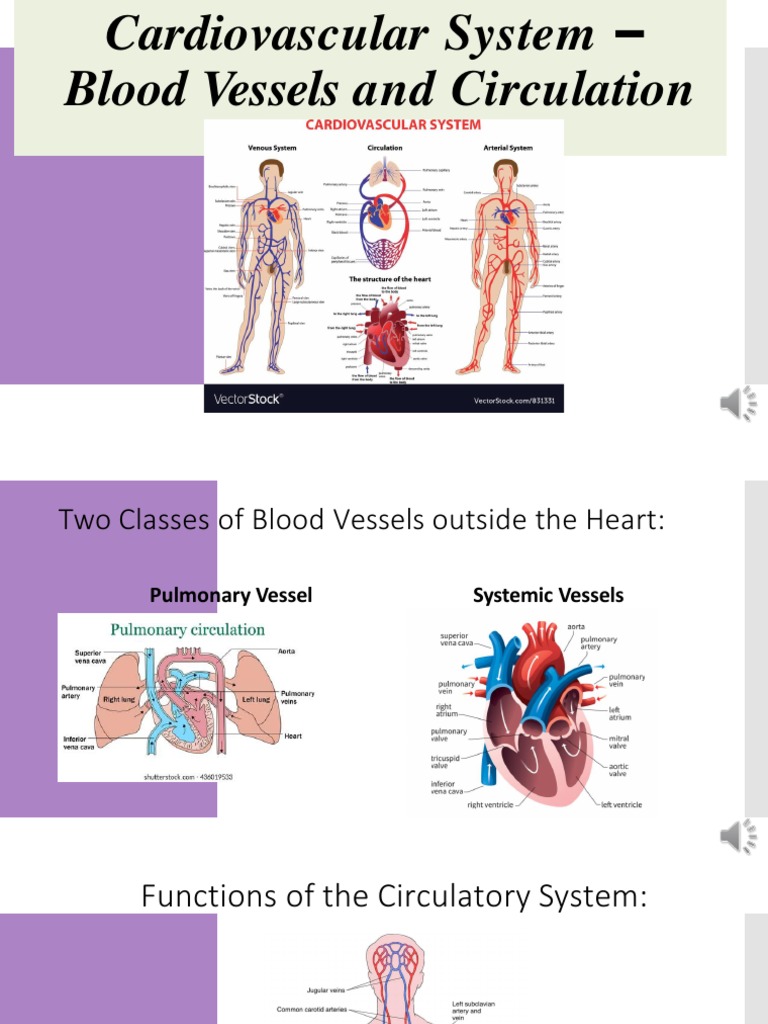 Cardiovascular System - Blood Vessels and Circulation | PDF | Blood ...
