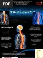 Conducto Ependimario | PDF | Sistema nervioso central | Anatomía humana