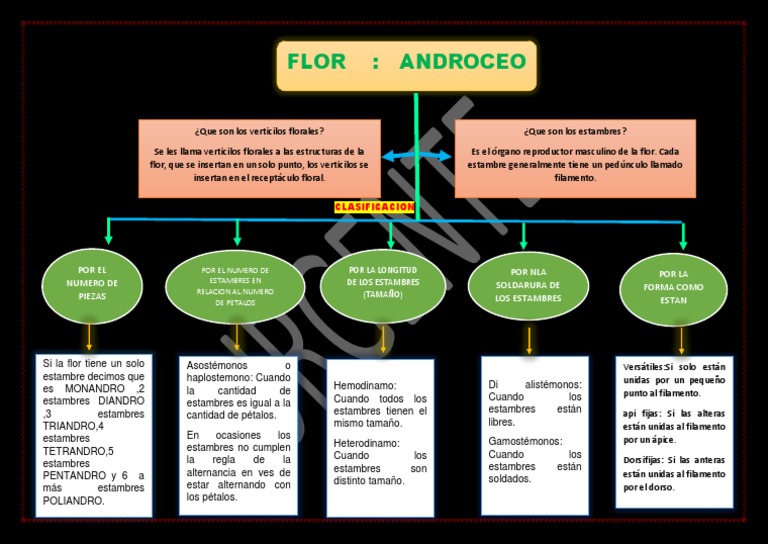 Estructura y clasificación del androceo | PDF | Flores | Sistema ...