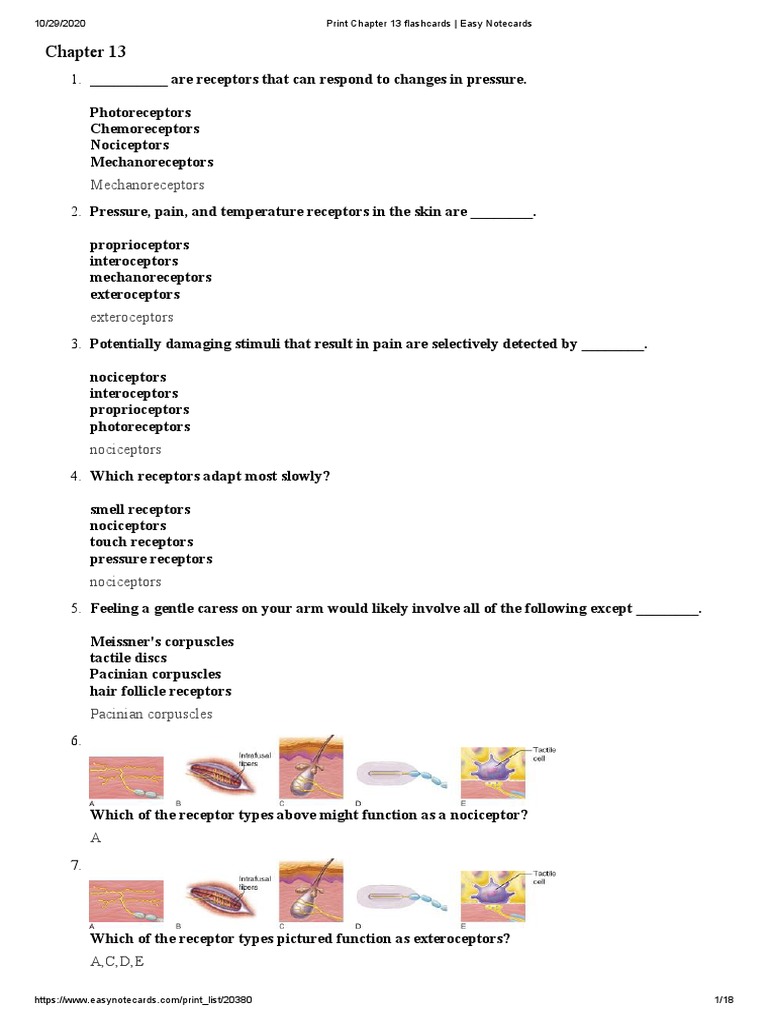 Print Chapter 13 Flashcards - Easy Notecards | PDF | Neuron | Axon
