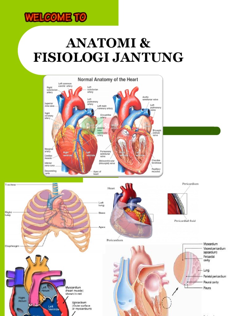 Anatomi dan Fisiologi Jantung | PDF