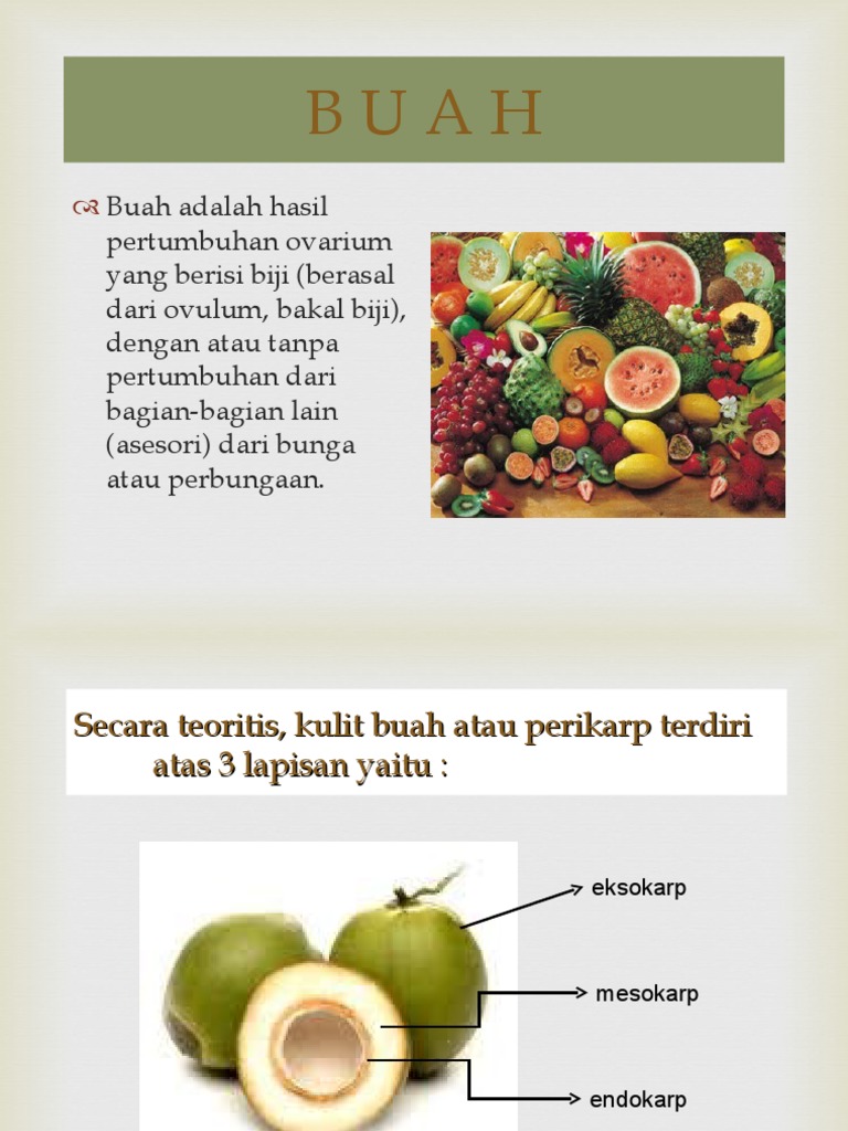 Morfologi - Buah | PDF