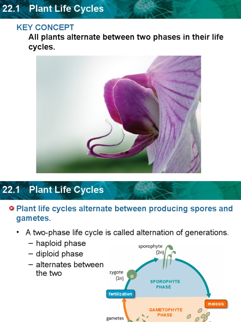 All Plants Alternate Between Two Phases in Their Life Cycles | PDF ...