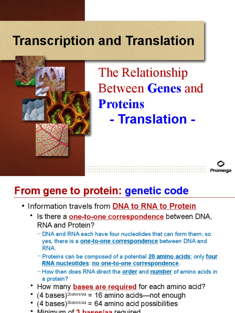 Transcription and Translation: The Relationship Between and | PDF ...
