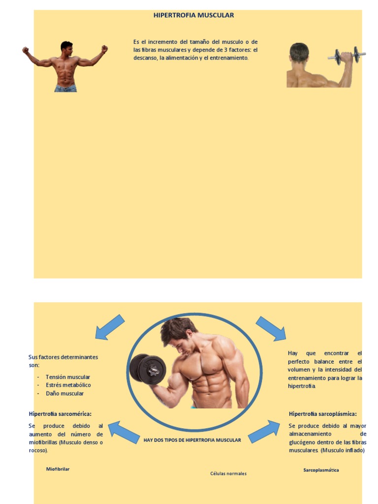 Guía de Hipertrofia Muscular | PDF