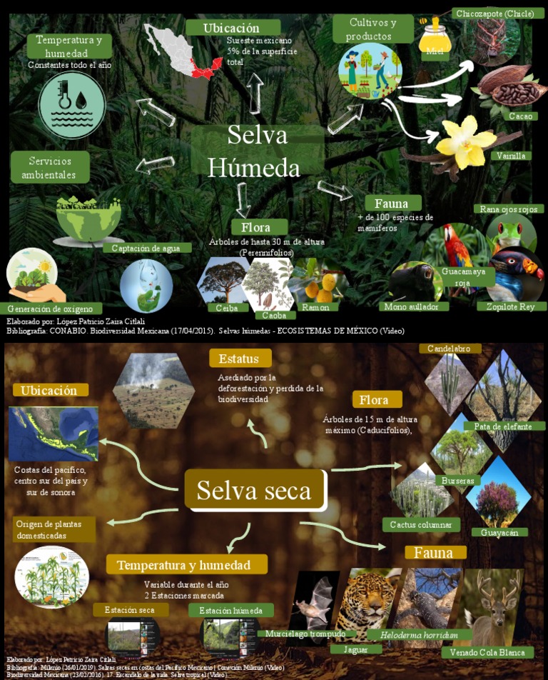 Mapa Mental | PDF | Selva | Entorno natural