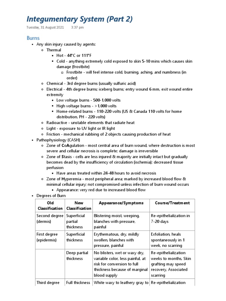 Integumentary System (Part 2) | PDF