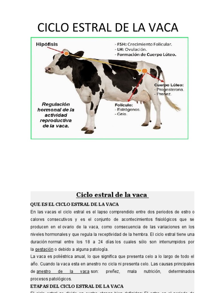 Ciclo Estral de La Vaca | PDF | Hormona luteinizante | La salud de la mujer
