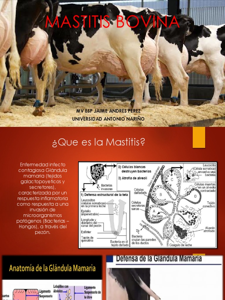 Mastitis Bovina | PDF