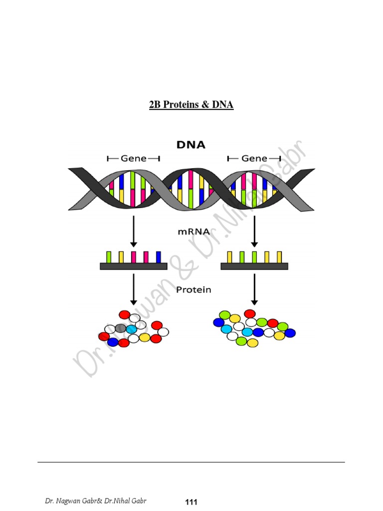 Topic 5 Ms | Download Free PDF | Dna | Rna