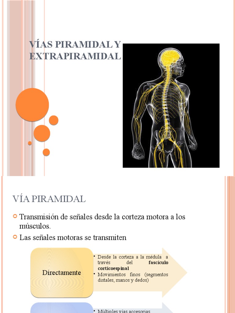 Vías Piramidal y Extrapiramidal | PDF | Neurociencia | Órgano (anatomía)