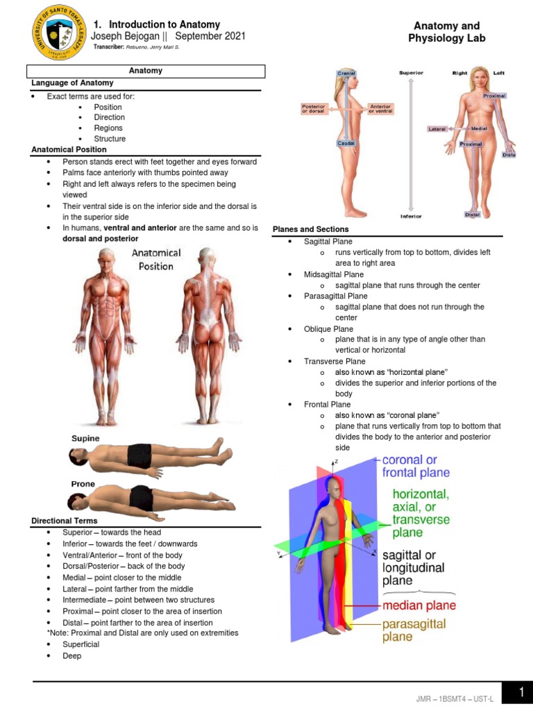 Anatomy: Directional Terms & Planes | PDF | Anatomical Terms Of ...