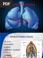 Anatomia de Via Aerea Inferior | PDF | Pulmón | Anatomía